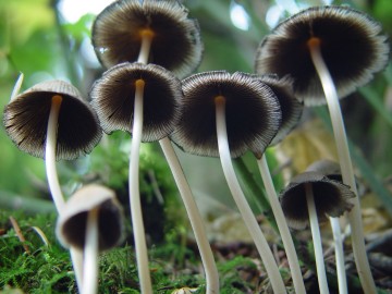 Stanley Park field guide to fungi