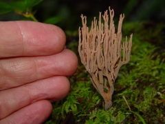 Stanley Park Fungi - Clavariaceae sp01