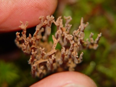 Stanley Park Fungi - Clavariaceae sp01