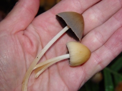 Stanley Park Fungi - Coprinus micaceous
