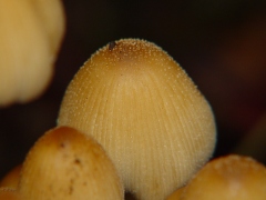 Stanley Park Fungi - Coprinus micaceous