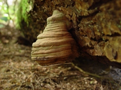 Stanley Park Fungi - Fomitopsis officinalis