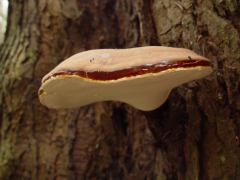 Stanley Park Fungi - Ganoderma oregonense