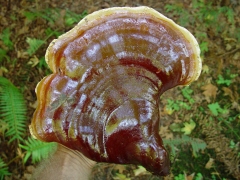 Stanley Park Fungi - Ganoderma oregonense