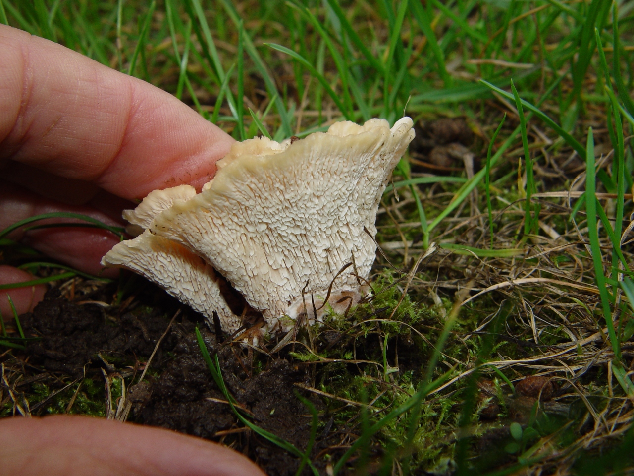 Stanley Park Fungi - Polyporales sp07