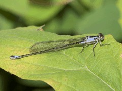 Stanley Park Odonata - Ischnura cervula
