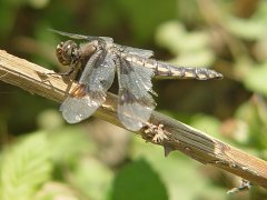 Stanley Park Odonata - Libellula forensis